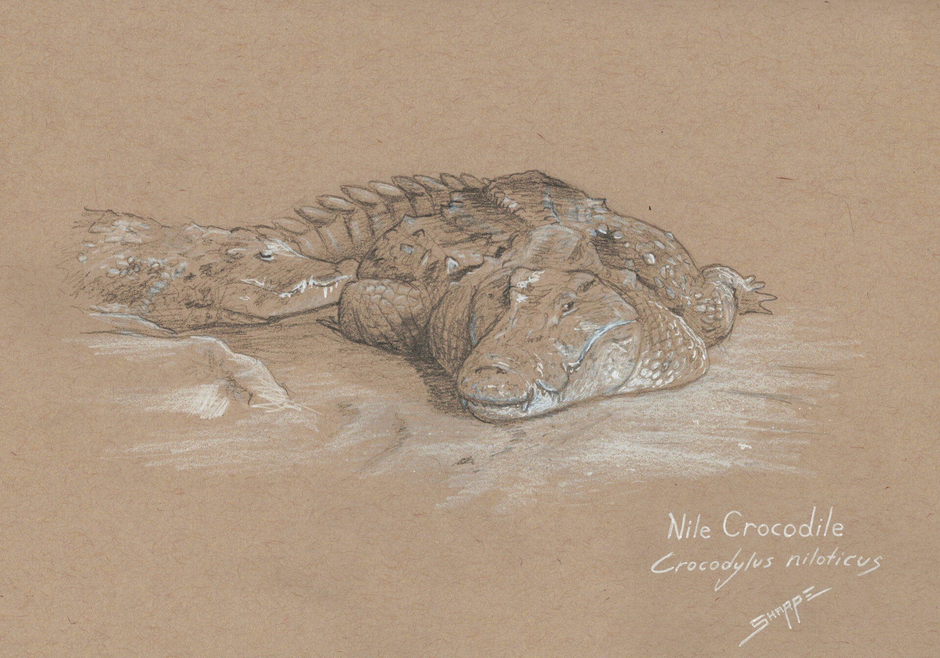 ArtStation - Toned paper sketches