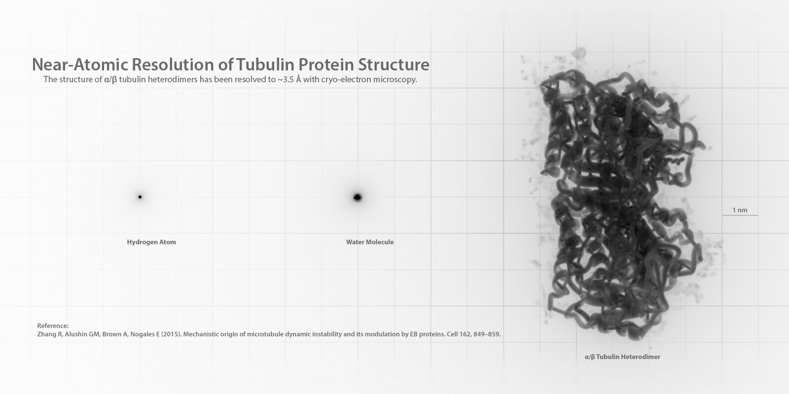 Christopher Strachan - Tubulin Infographics