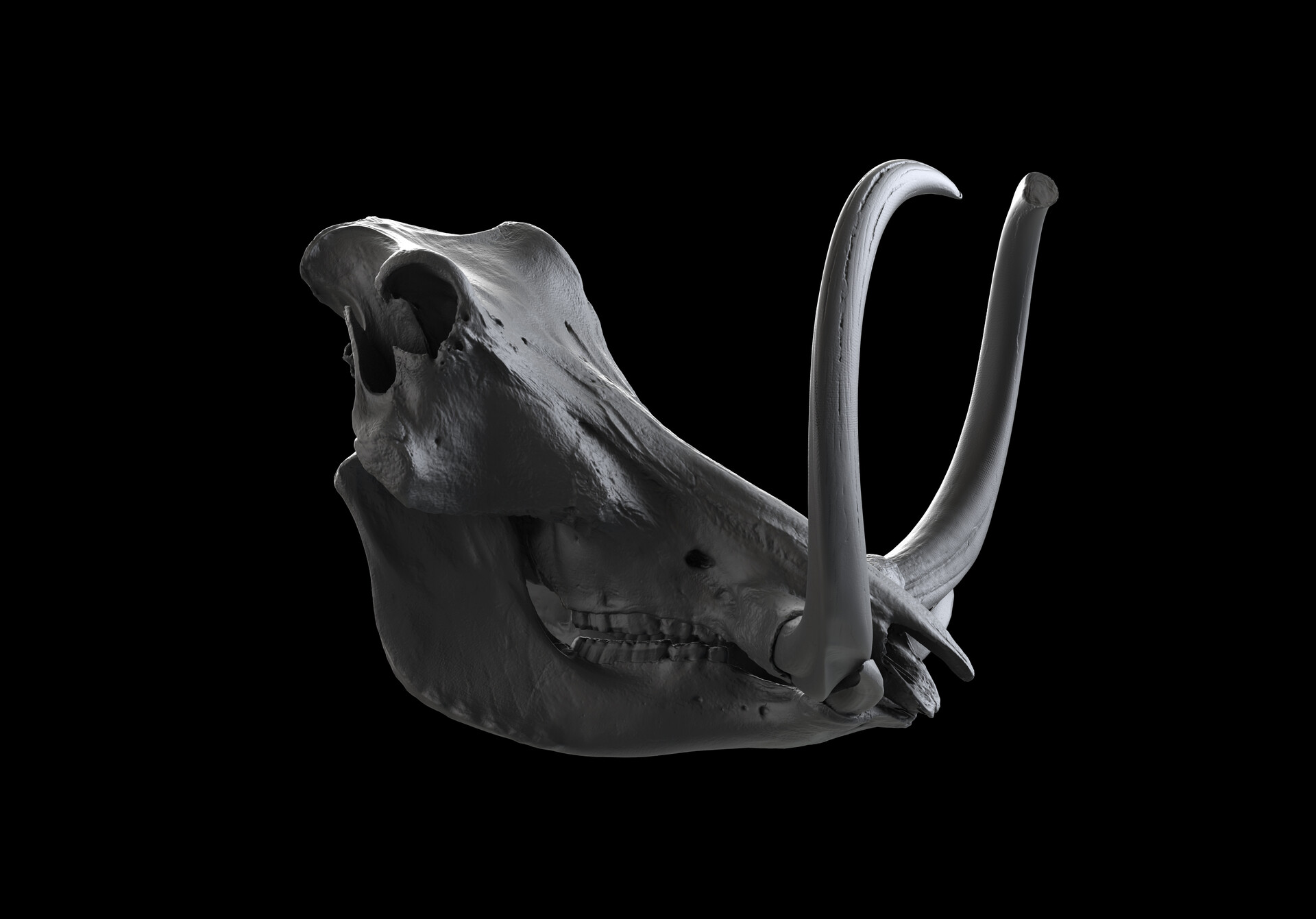 ArtStation - Warthog Skull