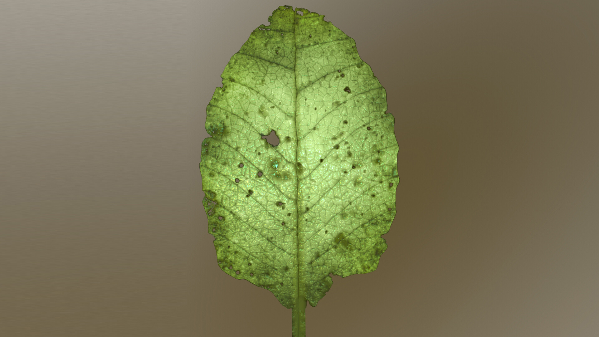 ArtStation - leaf