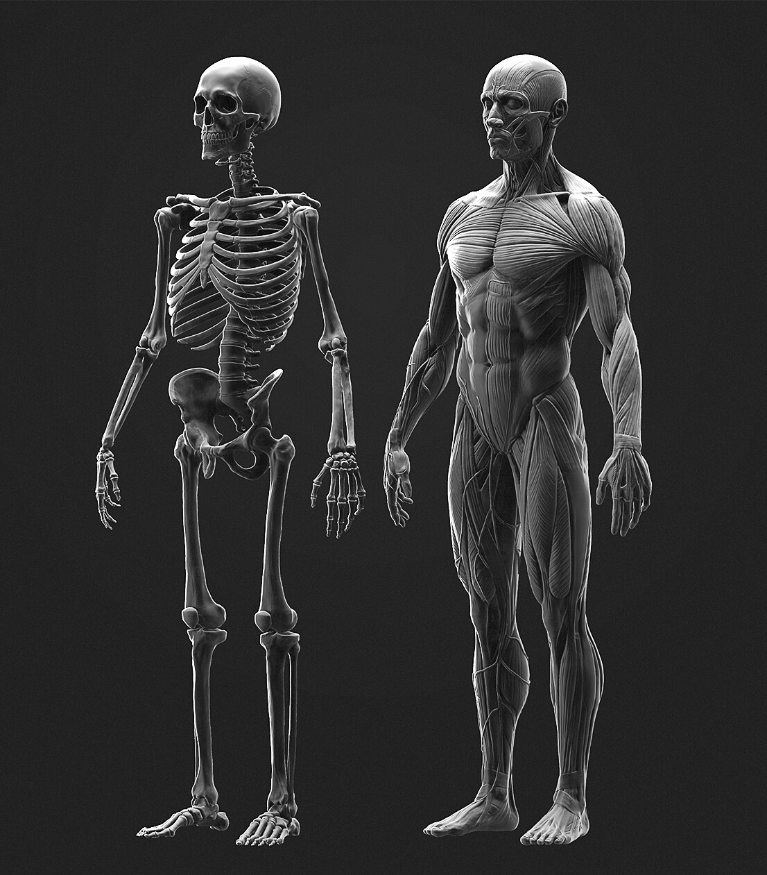 ArtStation - Anatomy Study