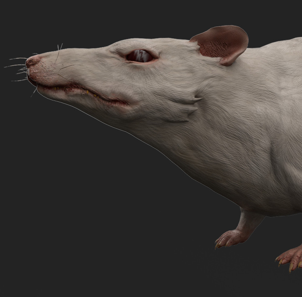 ArtStation - Rat - Student Work
