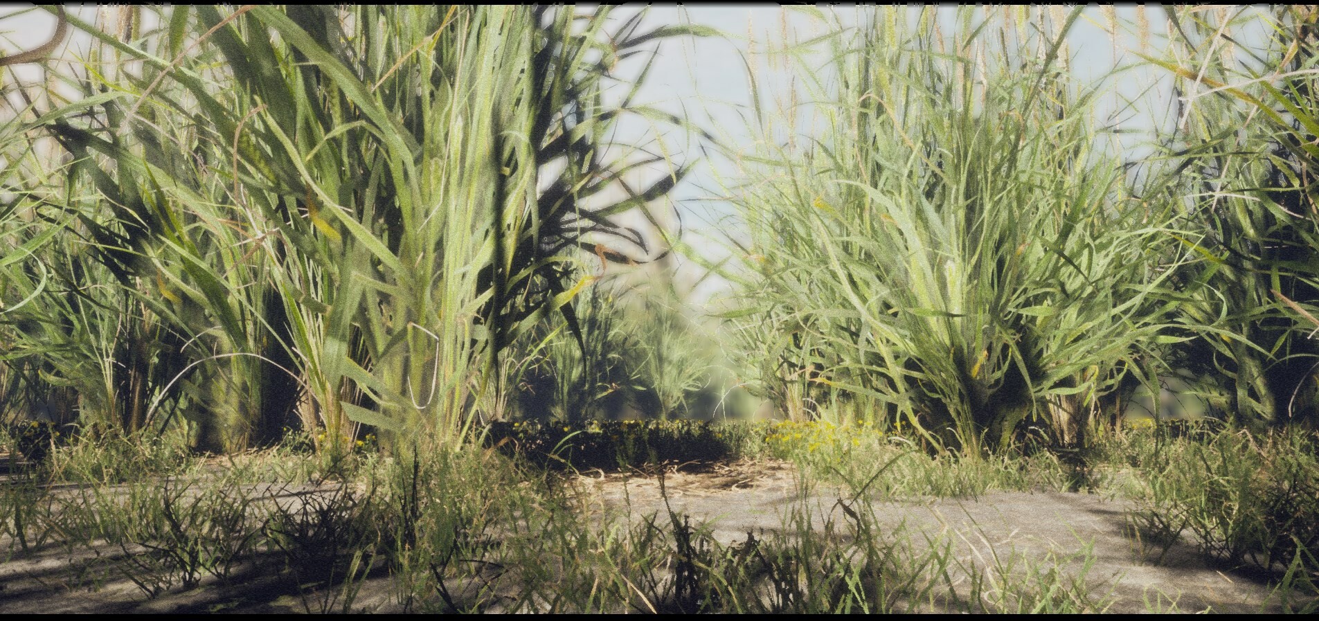 ArtStation - "In the Tall Grass"