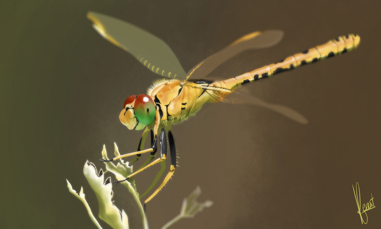 ArtStation - Libellule