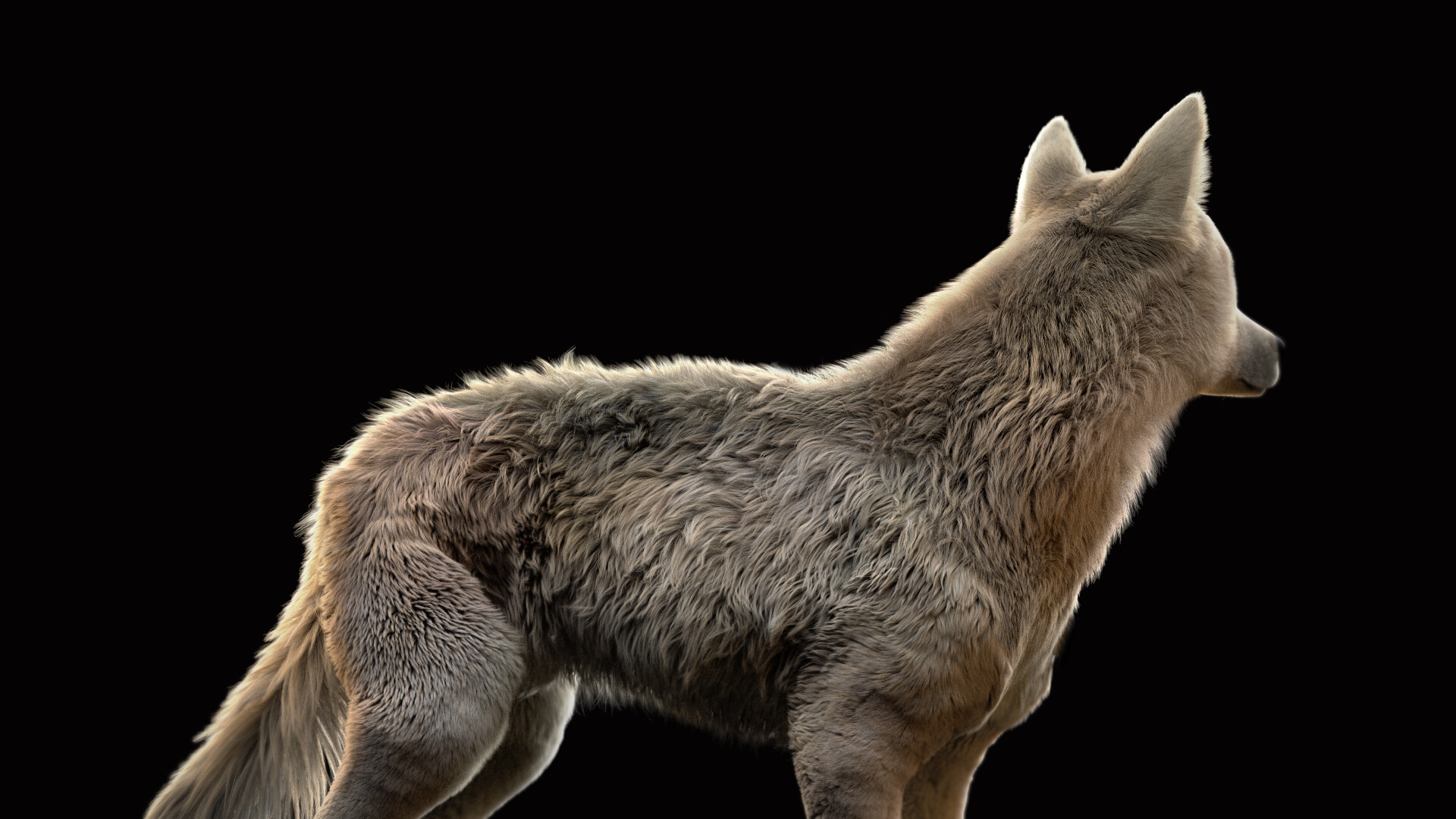 ArtStation - Wolf Scene