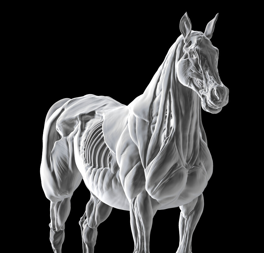 ArtStation - horse anatomy