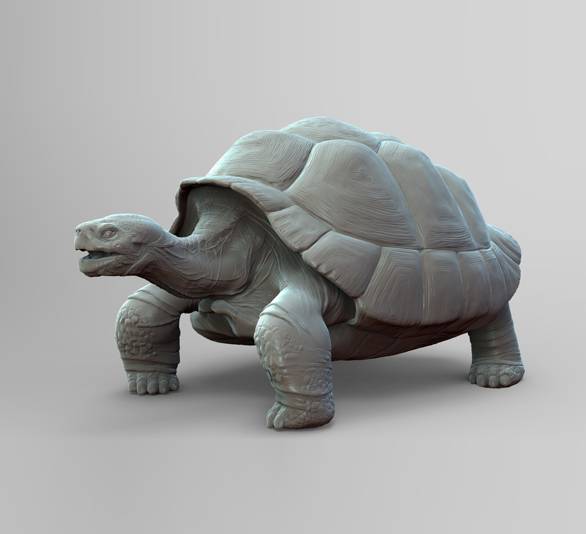 ArtStation - Galapagos Tortoise