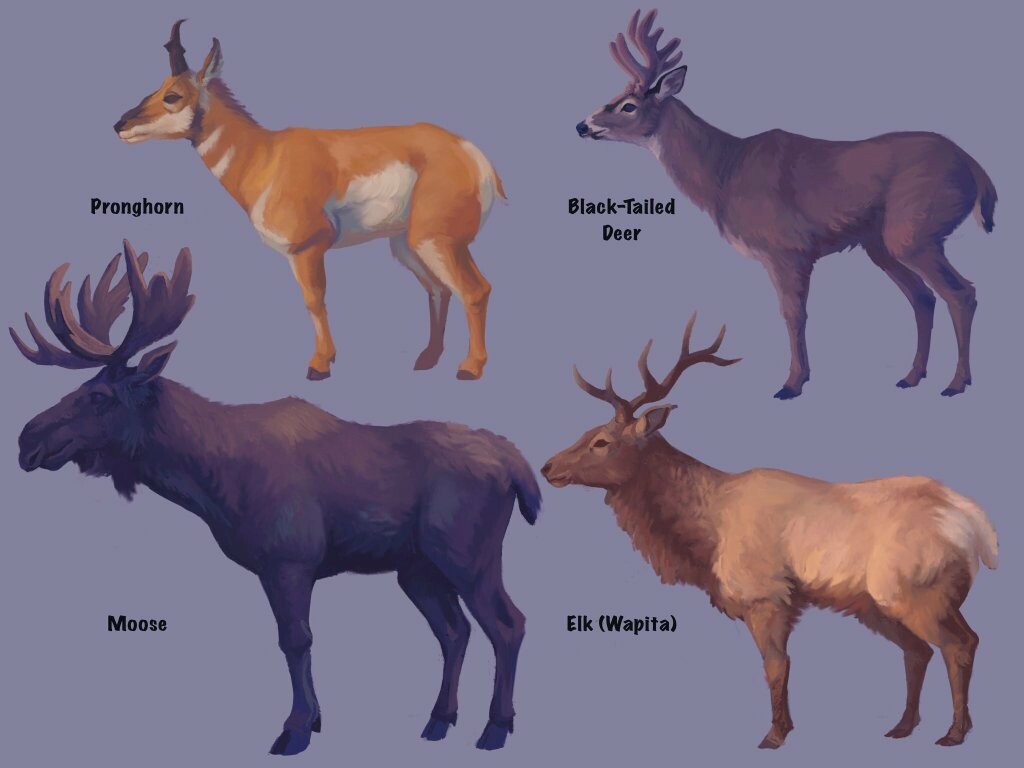 ArtStation - Animal Anatomy: PNW 'Deer' Types