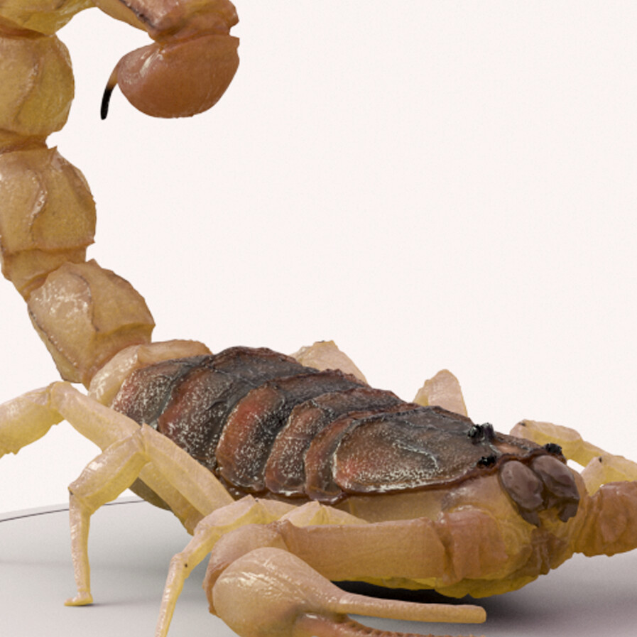 ArtStation - Red Indian Scorpion