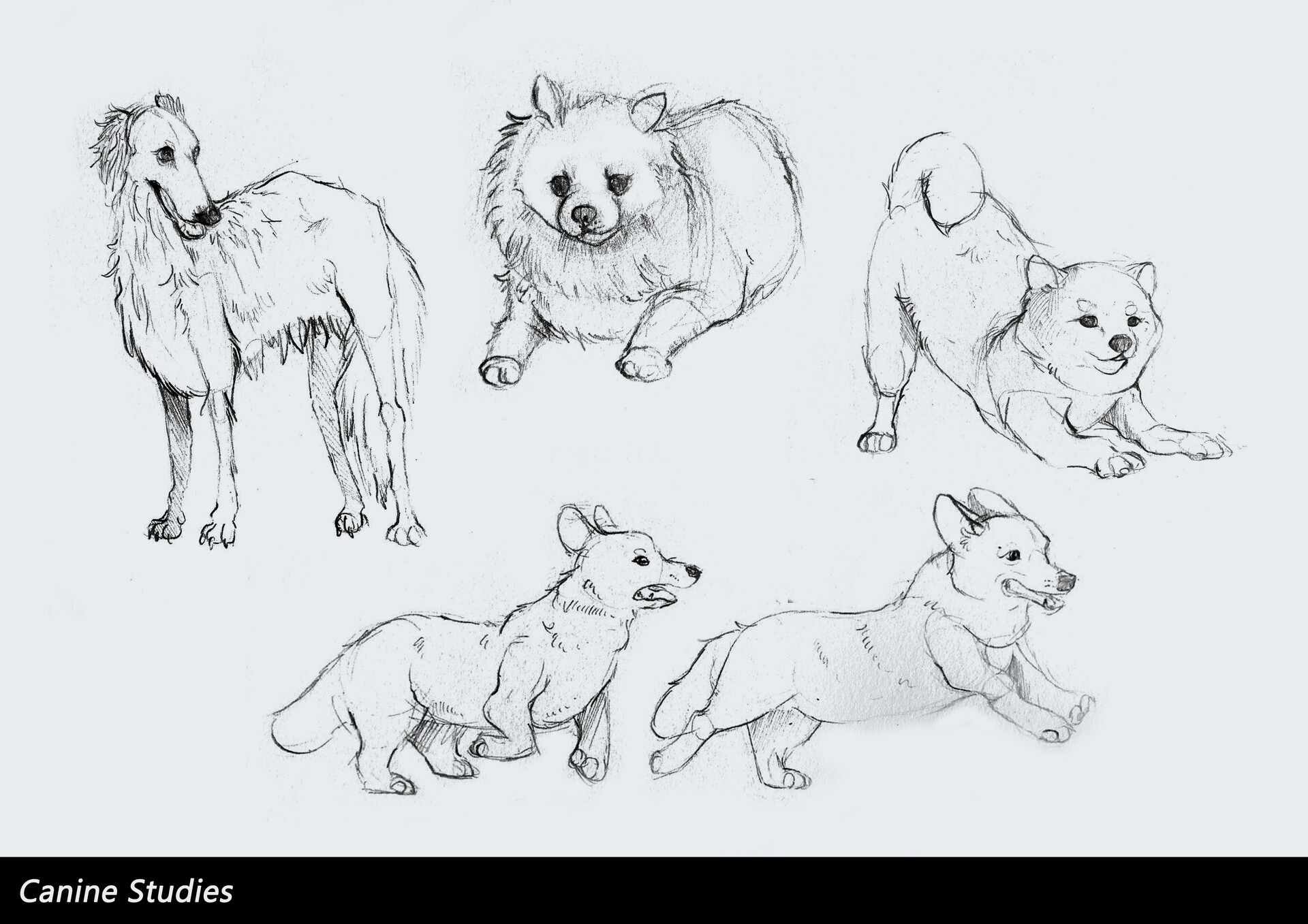 ArtStation - Animal Studies
