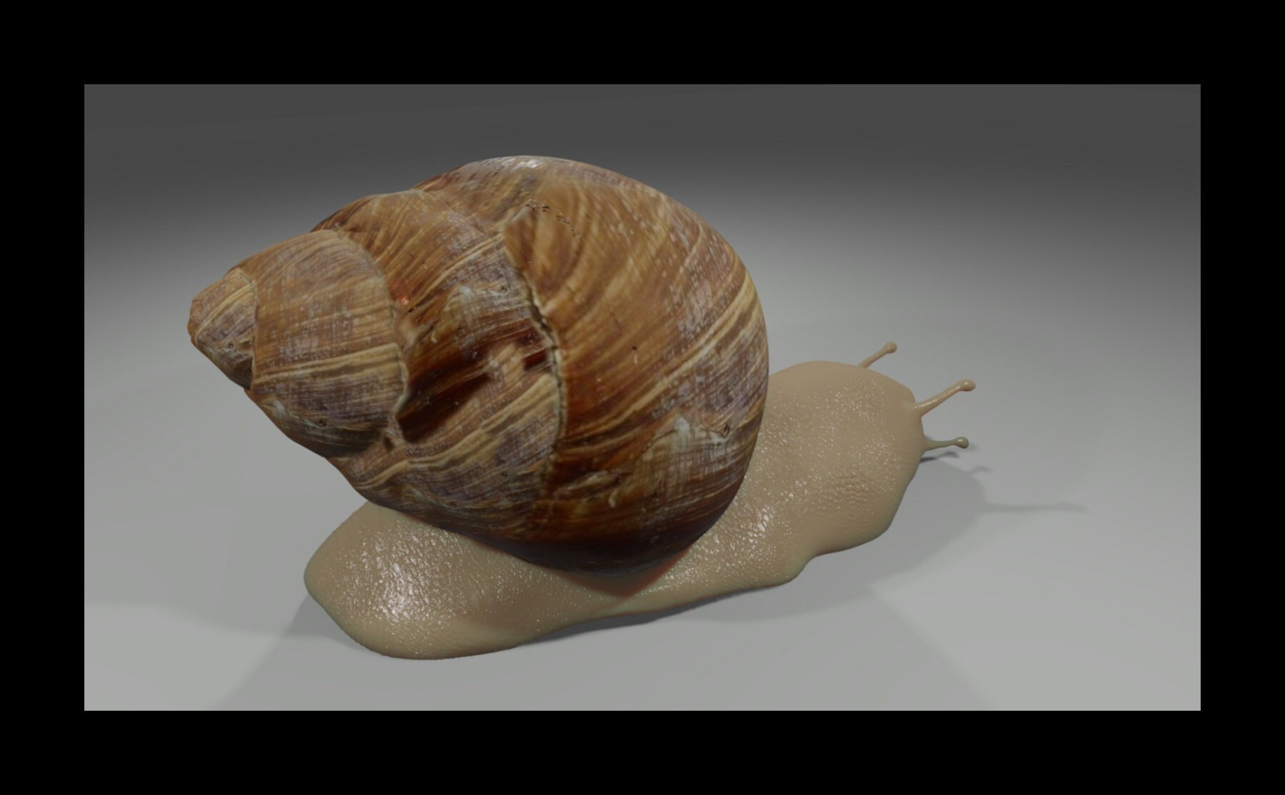 ArtStation - Land Snail - Two Variants
