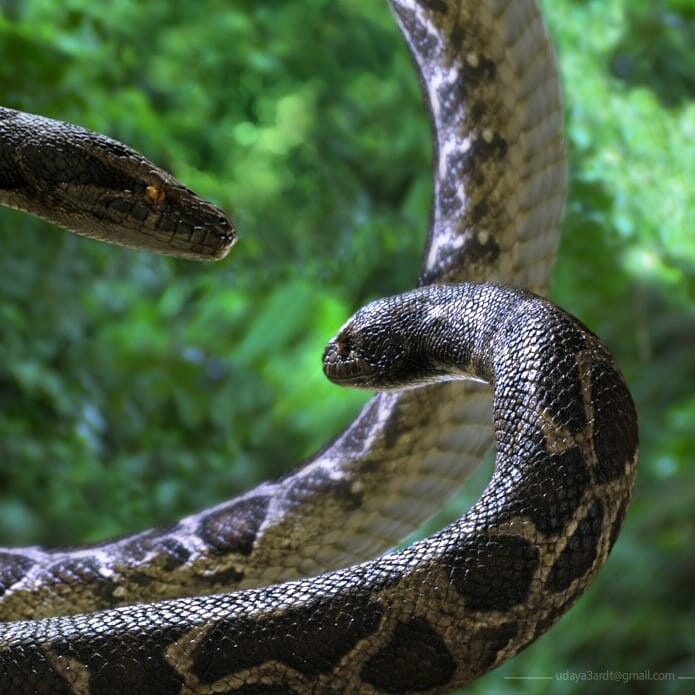 ArtStation - INDIAN PYTHON