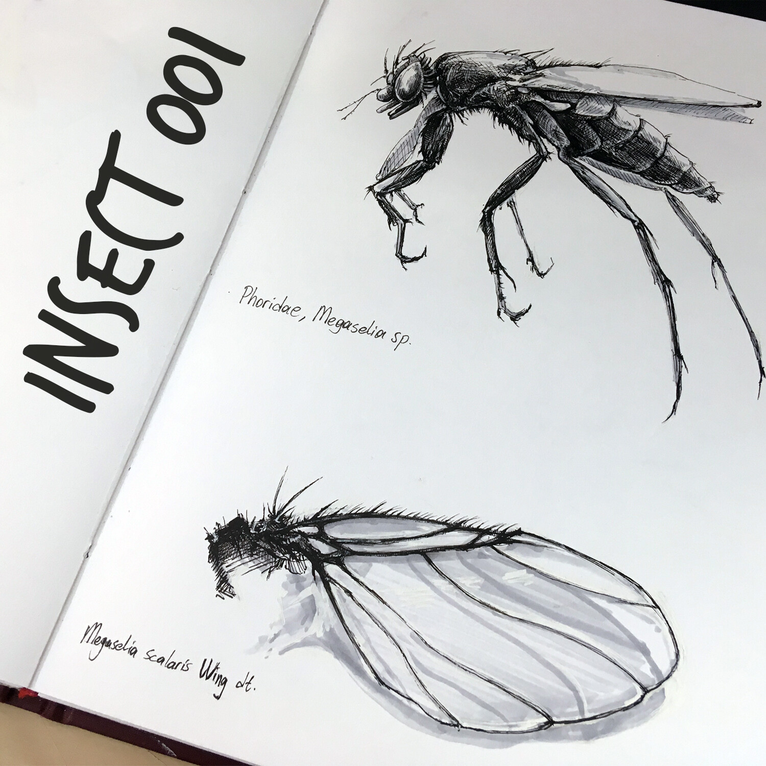 ArtStation - Insect 001