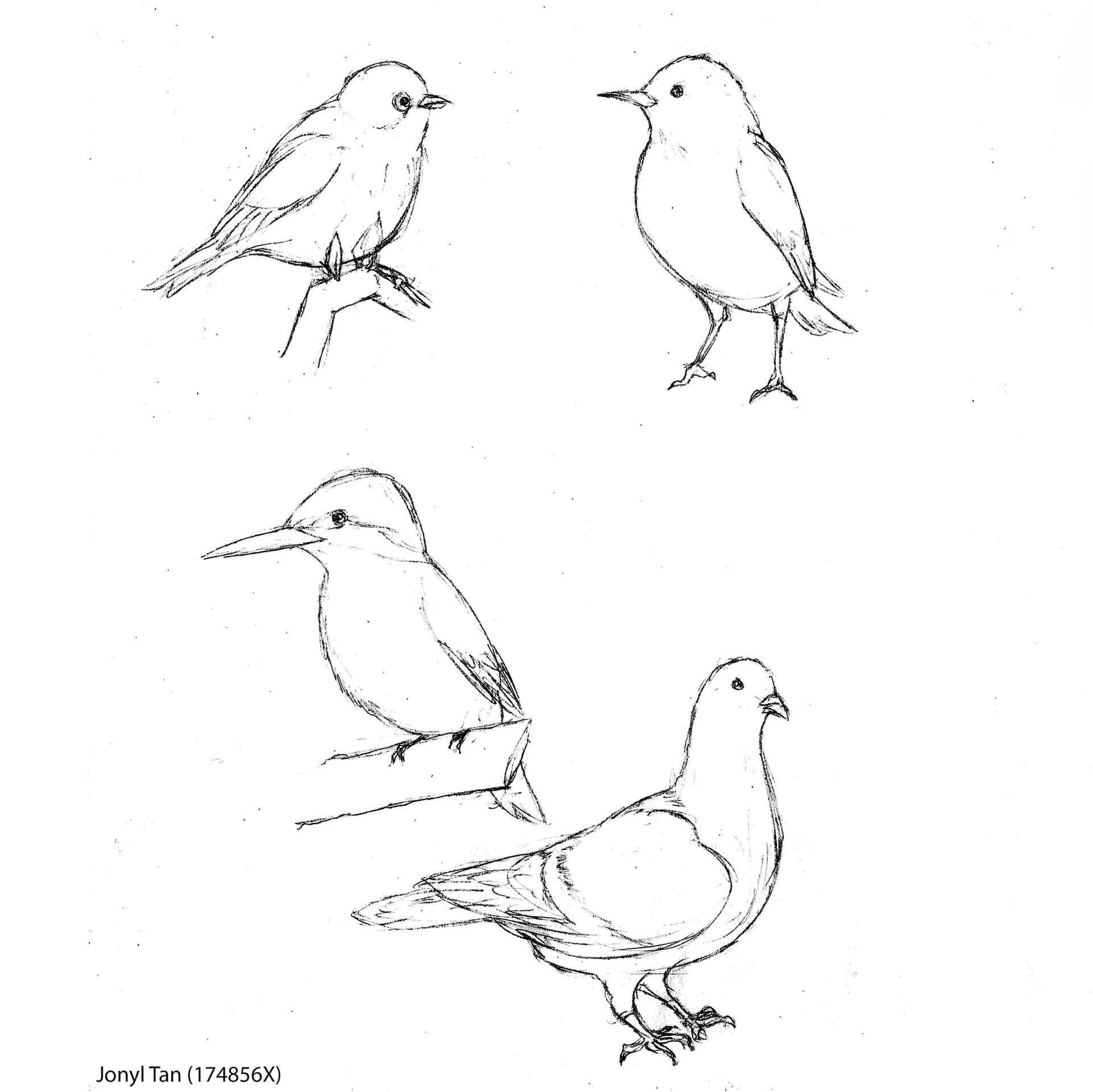 ArtStation - Bird Sketches