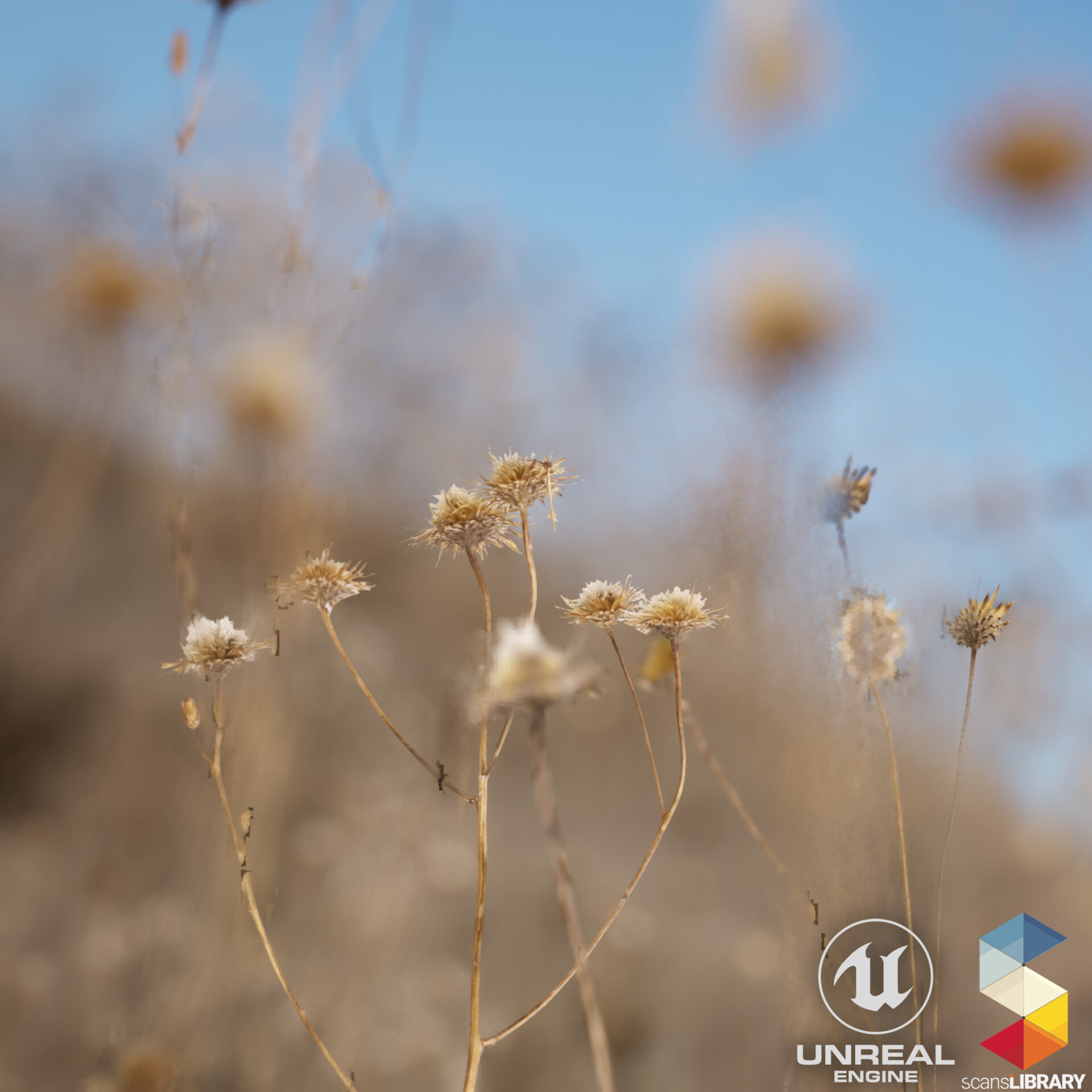 ArtStation - Dry Plants