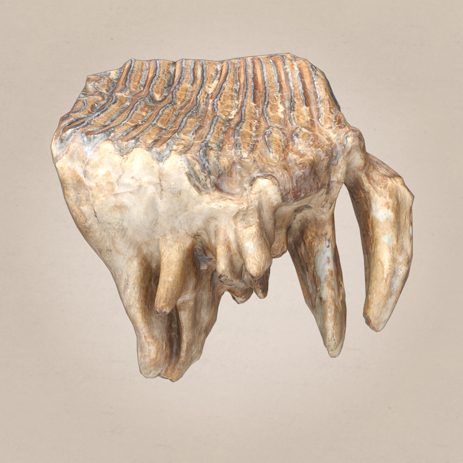ArtStation - Woolly Mammoth tooth
