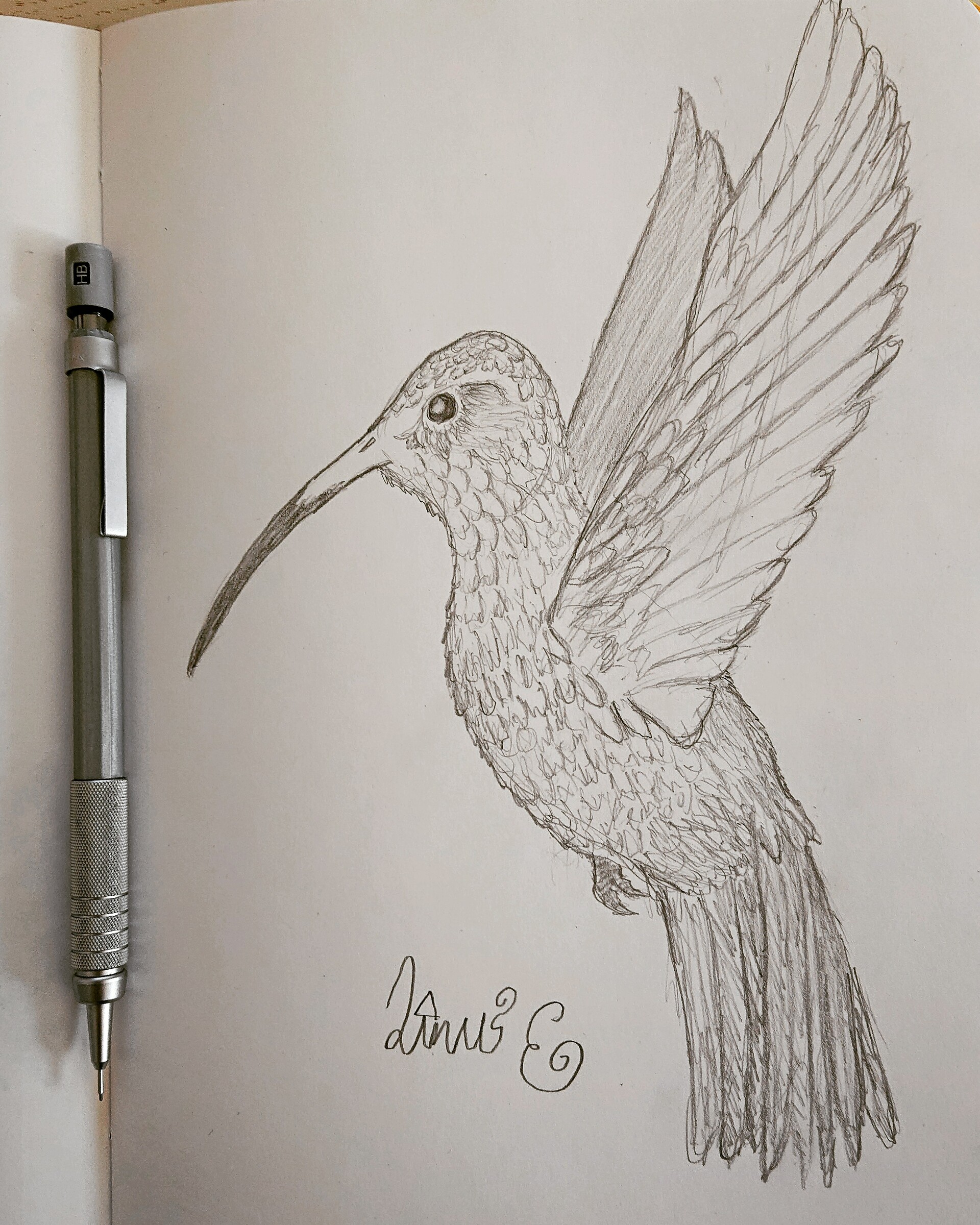 ArtStation - Colibri soft sketch