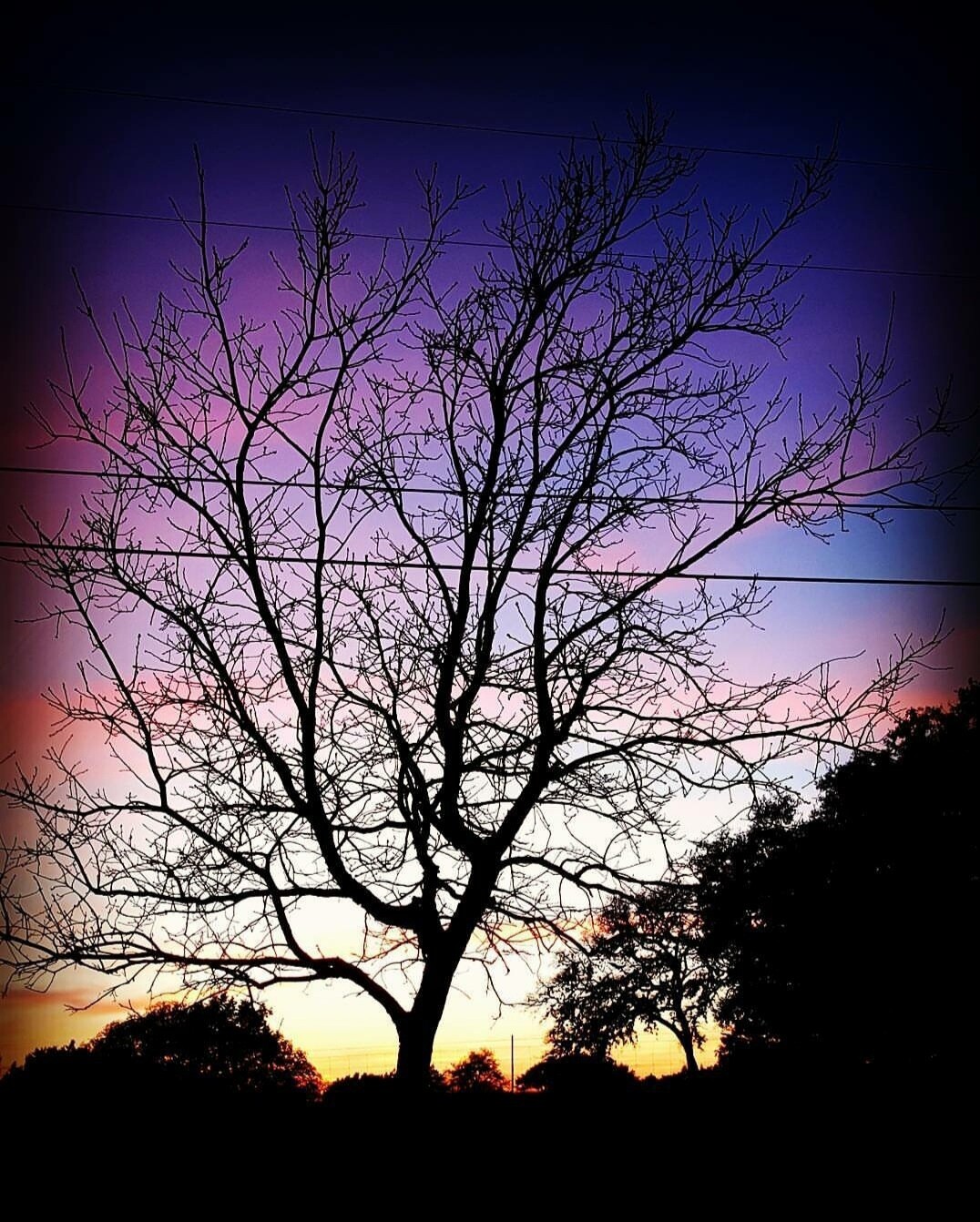 ArtStation - Tree in Dusk