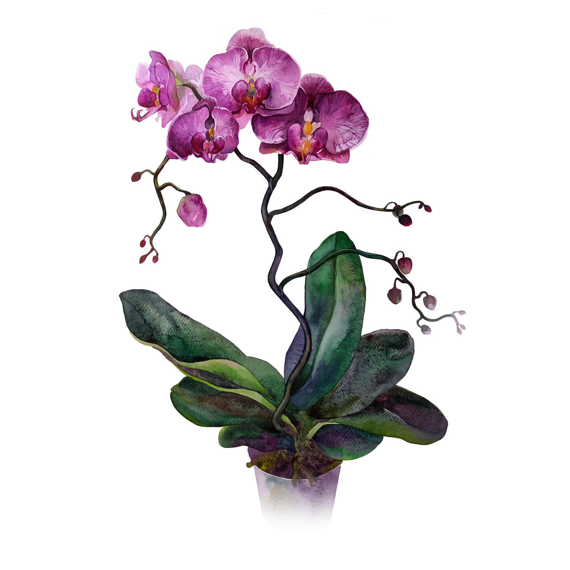 ArtStation - "Orchid"