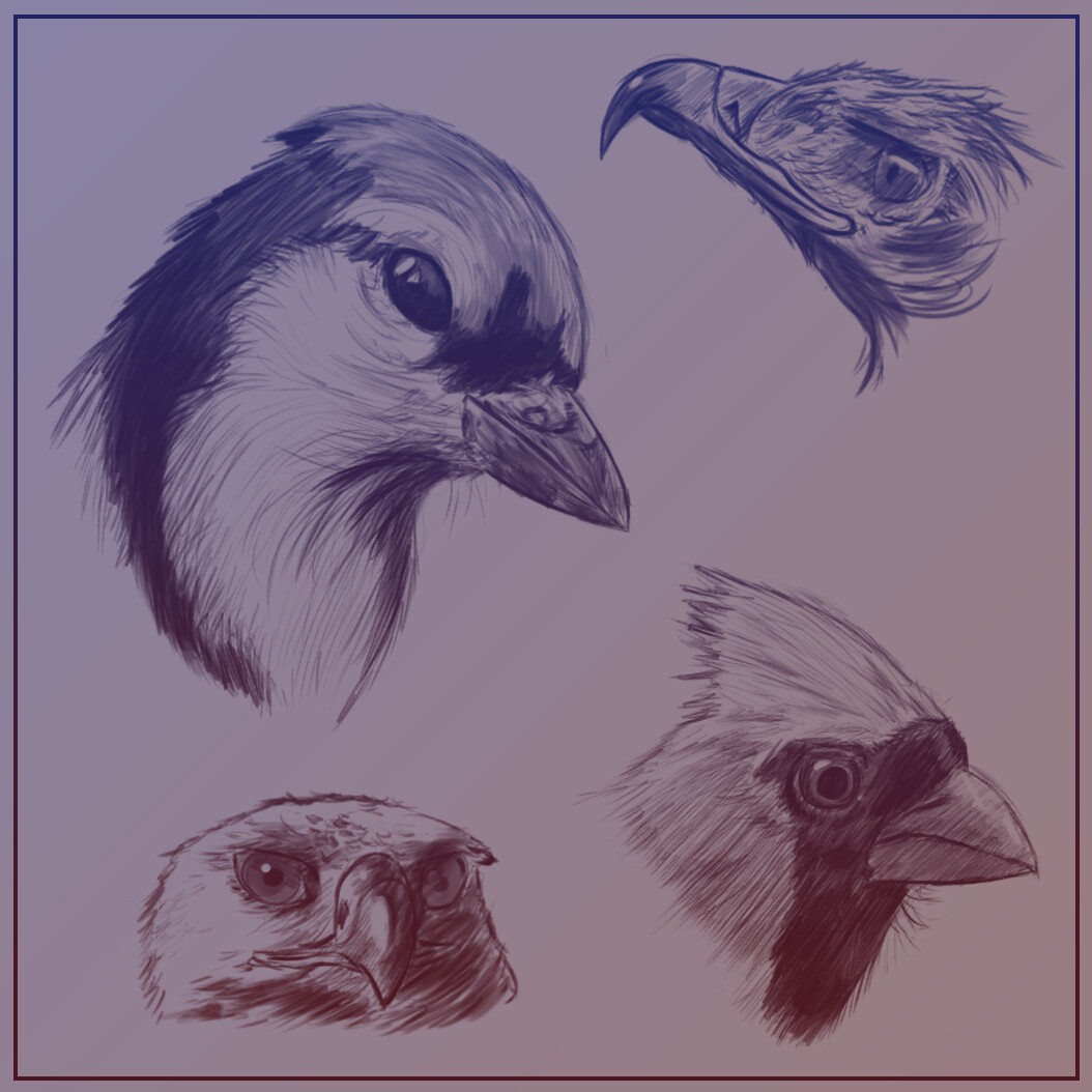 ArtStation - Realistic Bird Study