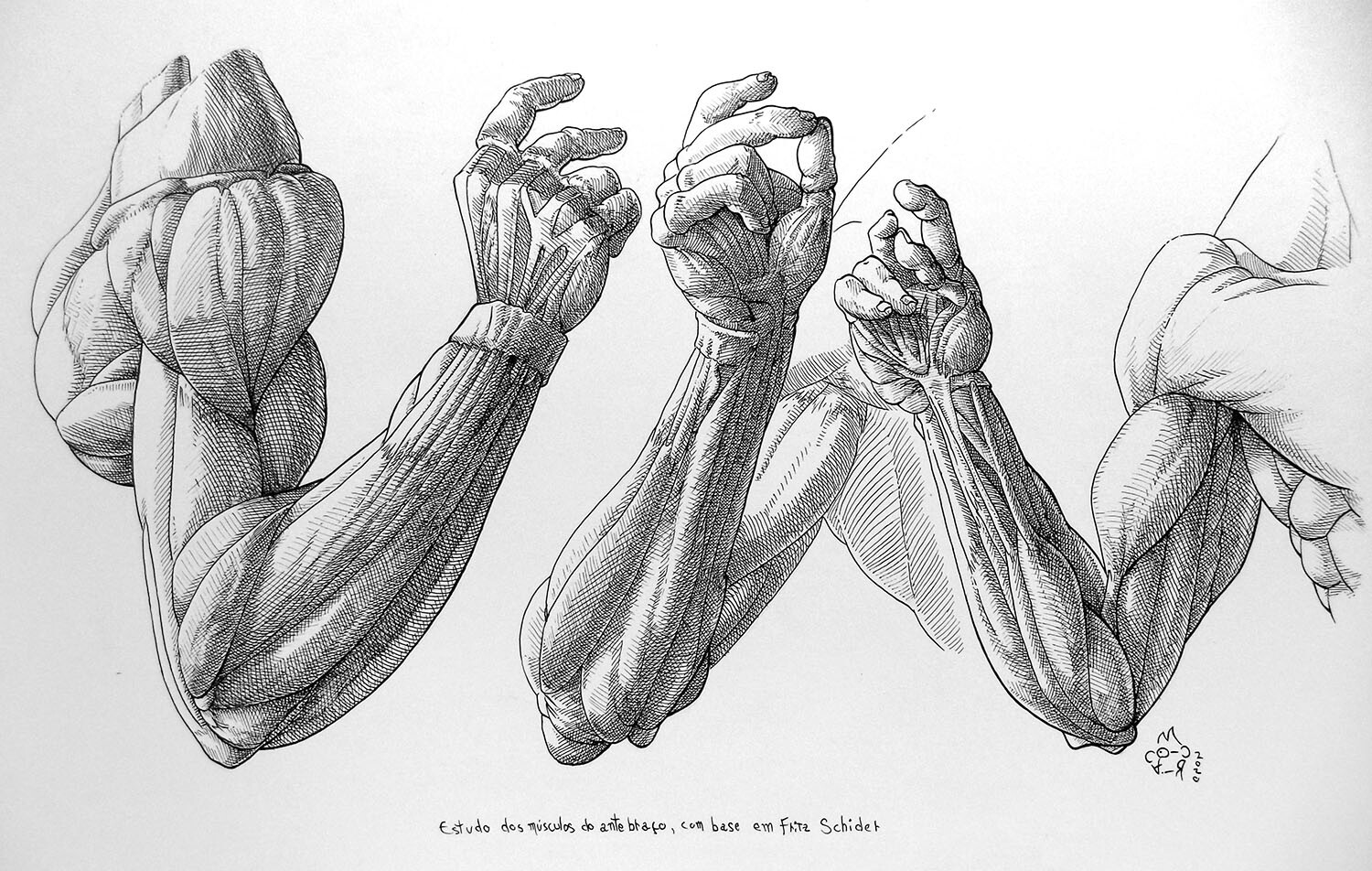 ArtStation - Forearm study