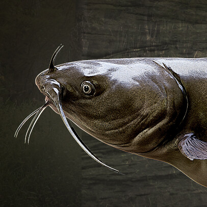 ArtStation - Channel Catfish (Ictalurus punctatus)