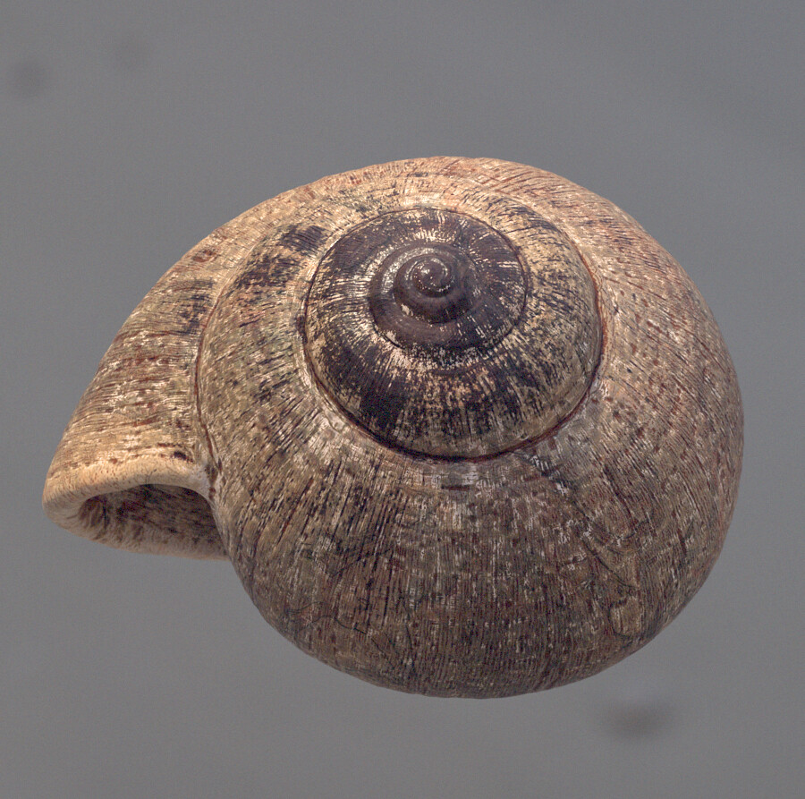 ArtStation - The Shell (WIP)