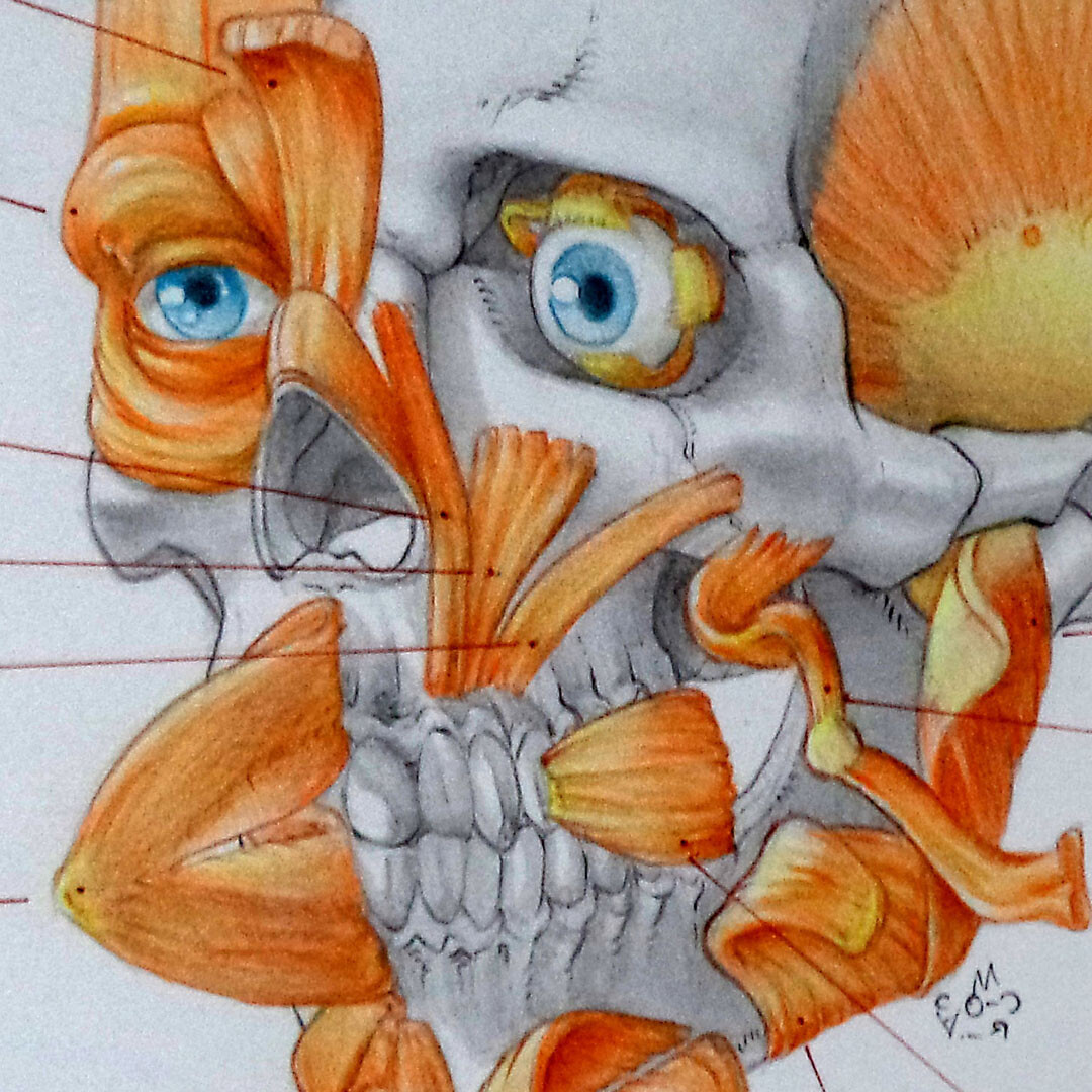 ArtStation - Head anatomy dissection