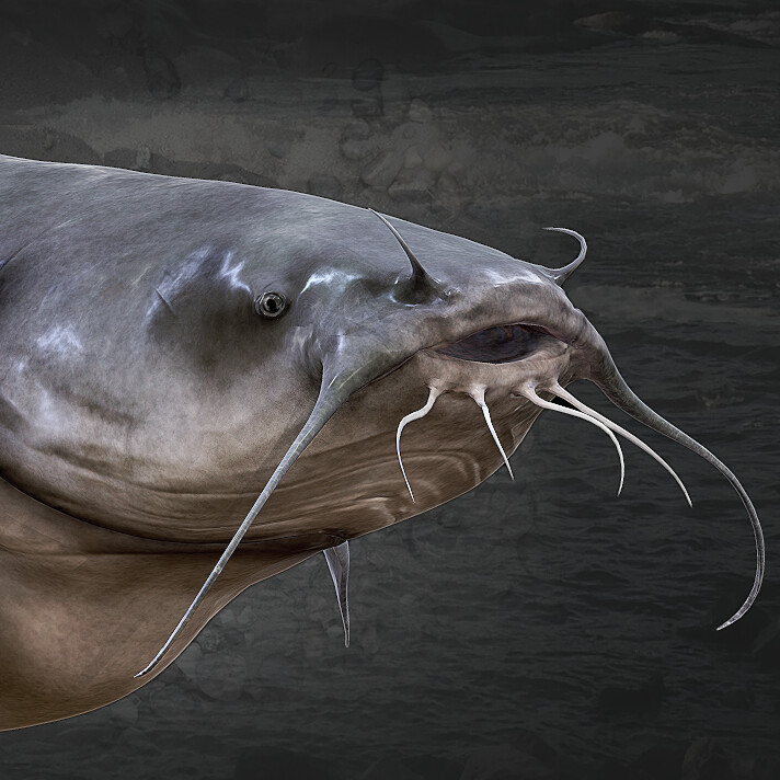 ArtStation - Blue Catfish (Ictalurus furcatus)