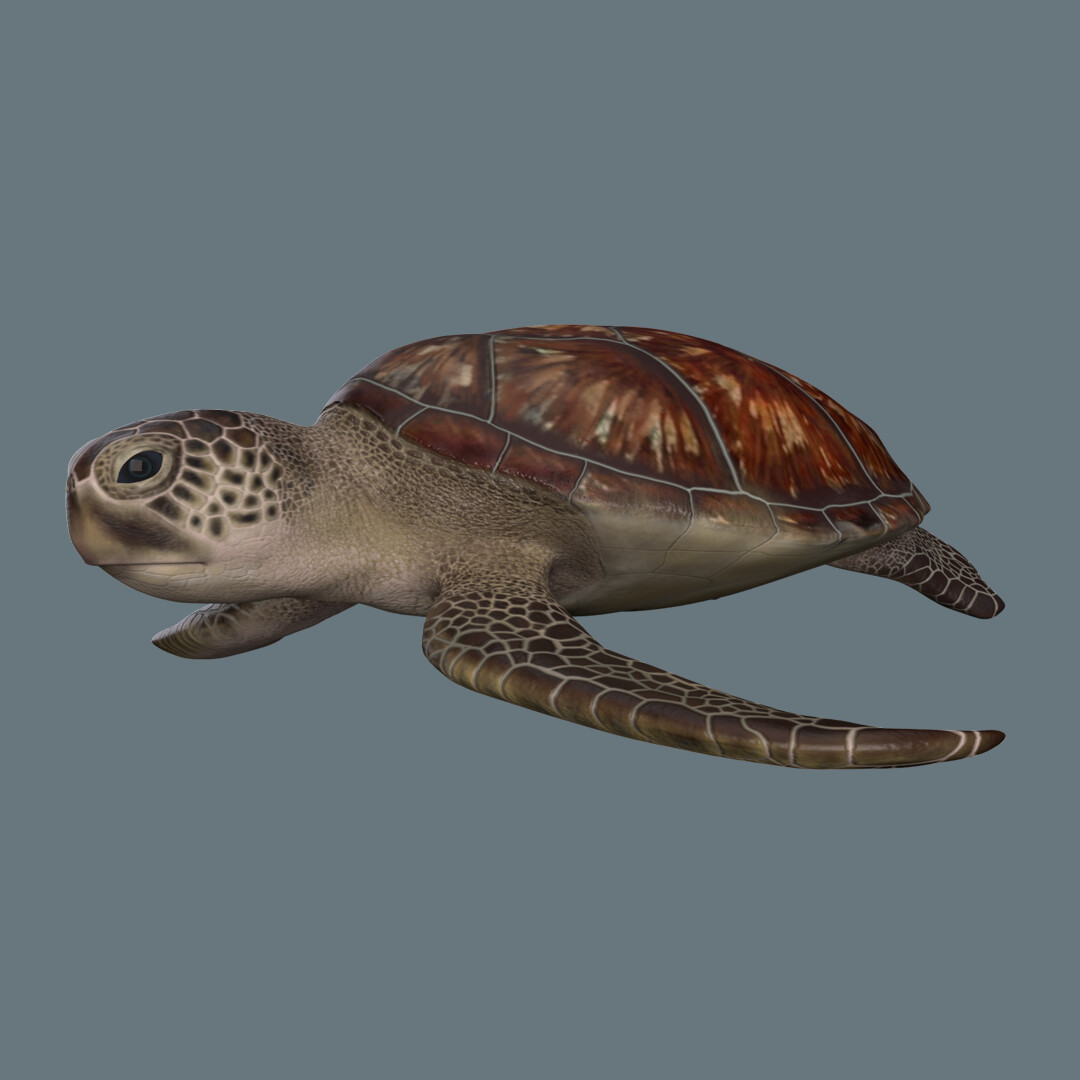 ArtStation - Green Sea Turtle