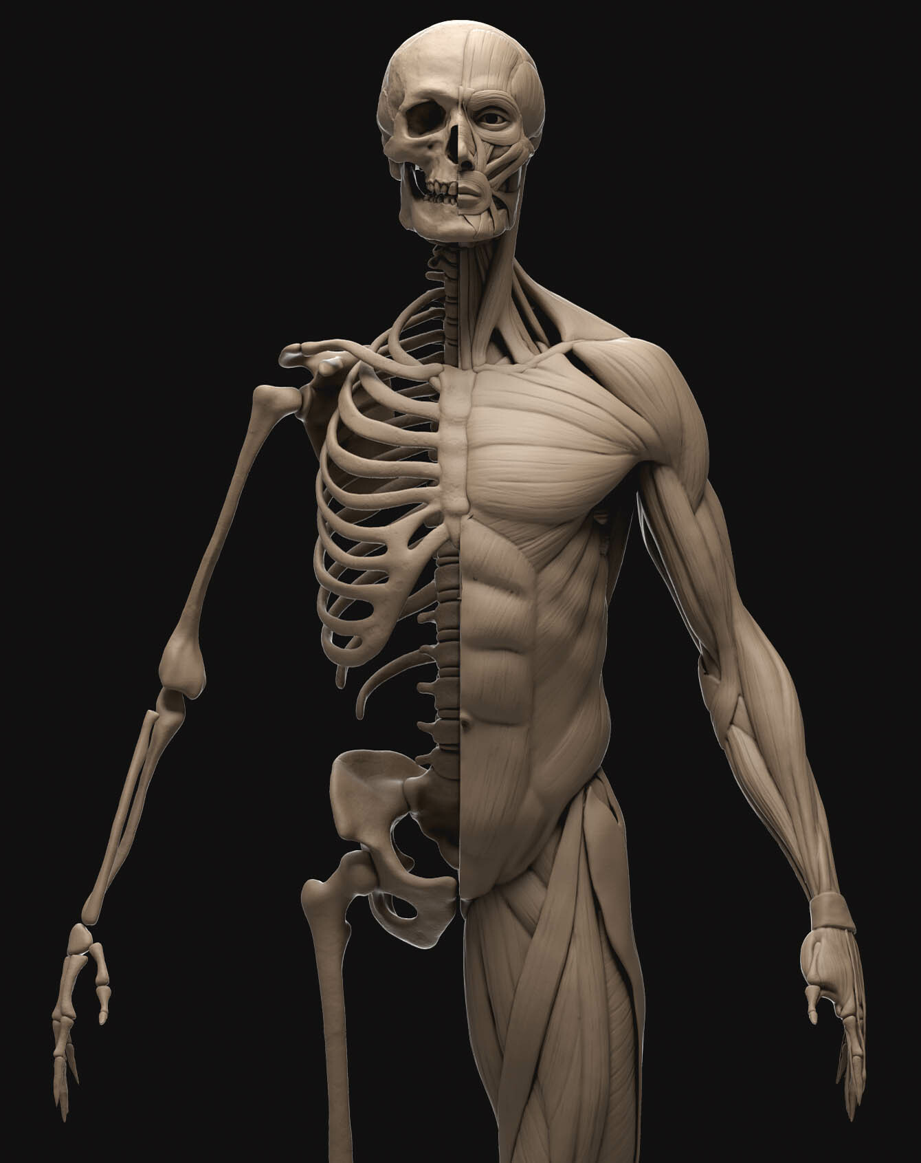 ArtStation - Male Écorché