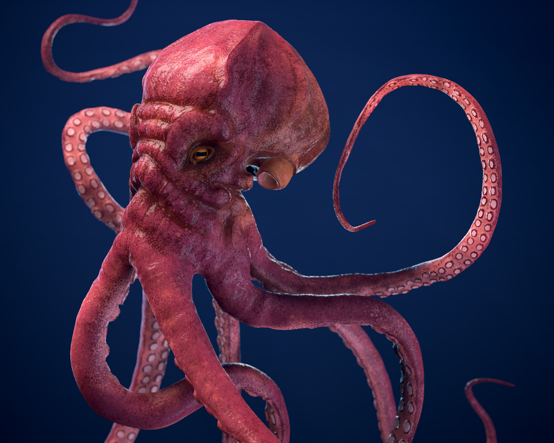 ArtStation - Wrinkles the Octopus