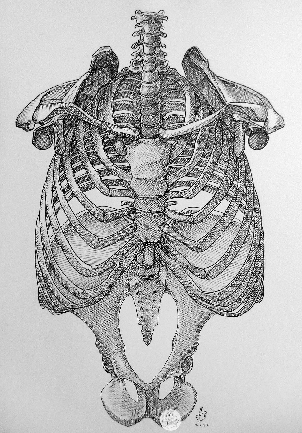 ArtStation - Ribcage and Pelvis