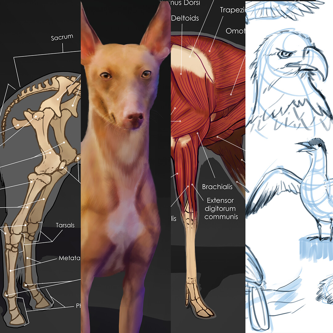 ArtStation - Animal Anatomy and Sketches
