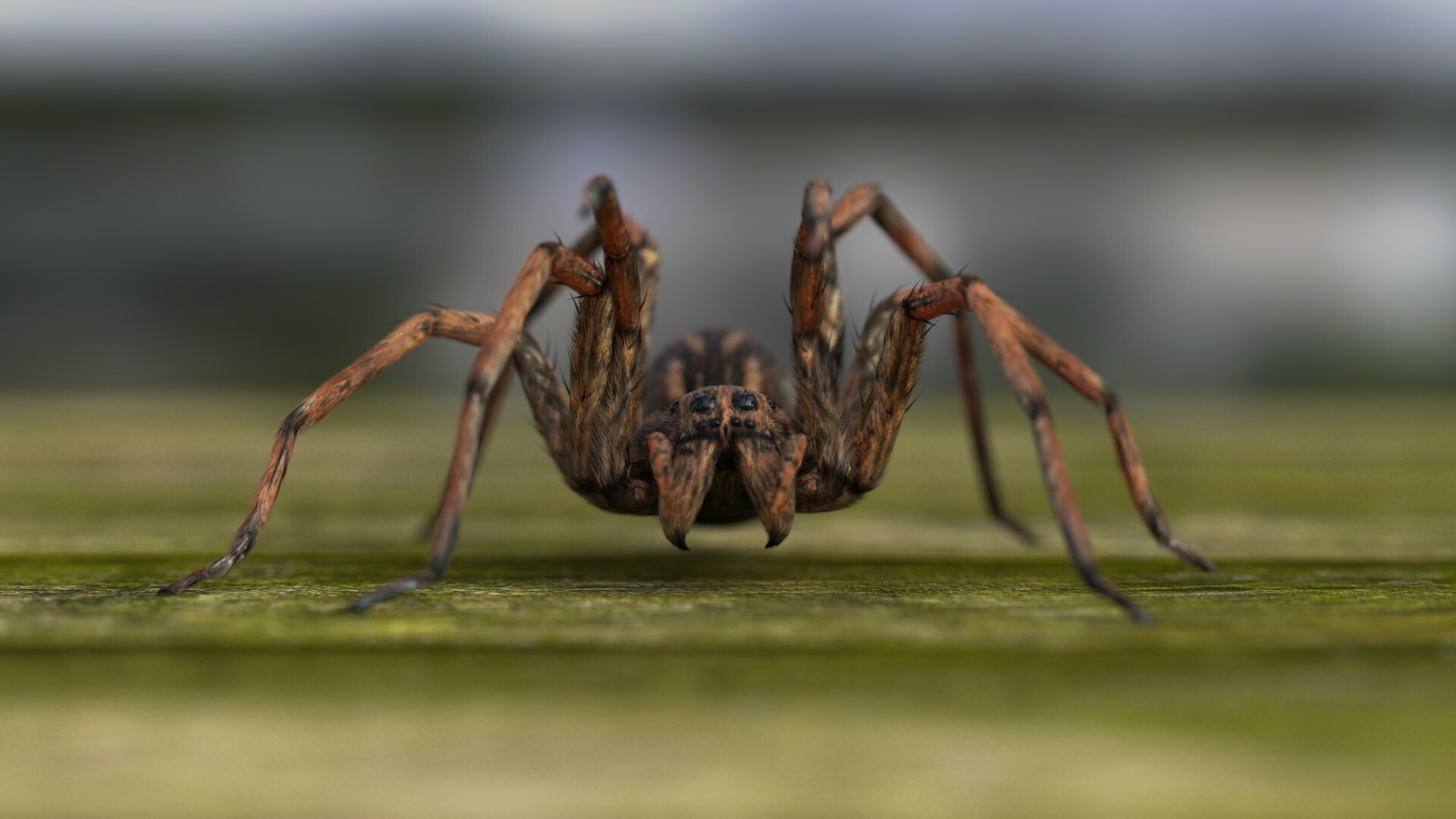 ArtStation - Wolf Spider