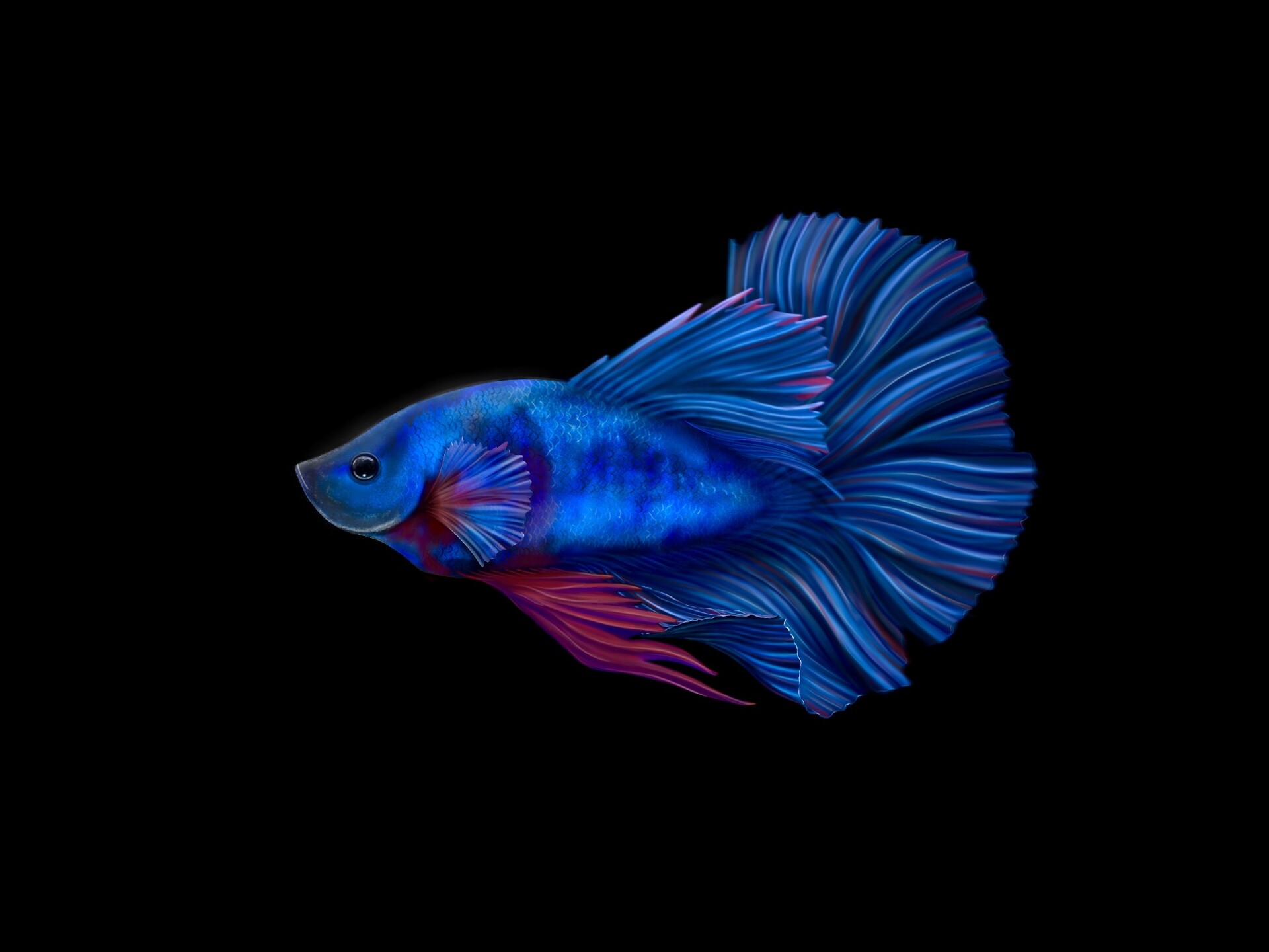 ArtStation - betta fish