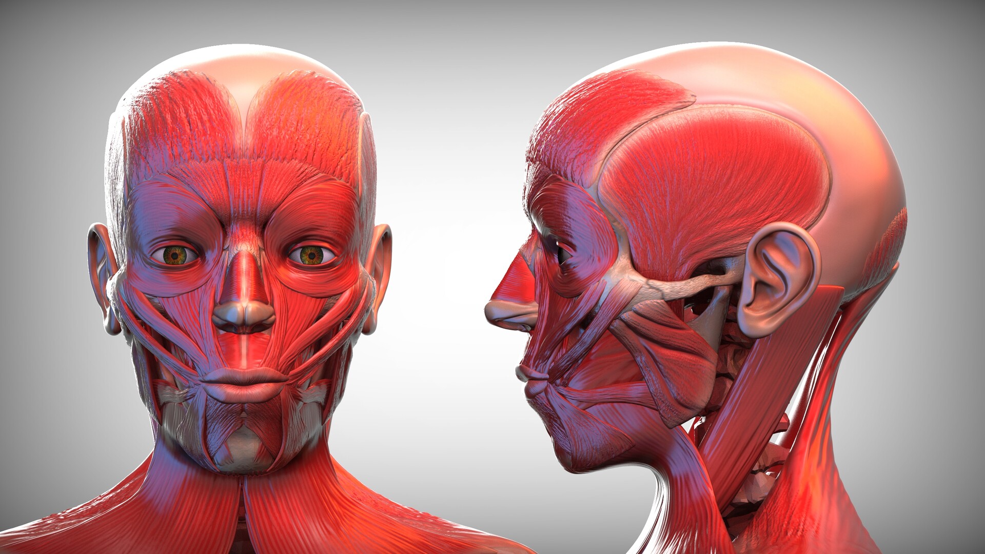 ArtStation - Écorché - Anatomical Study