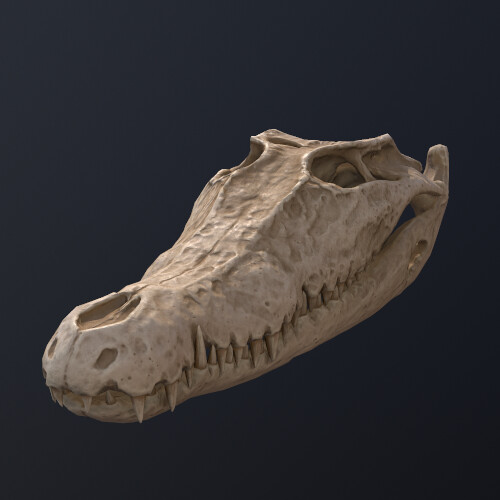 ArtStation - Croc Skull