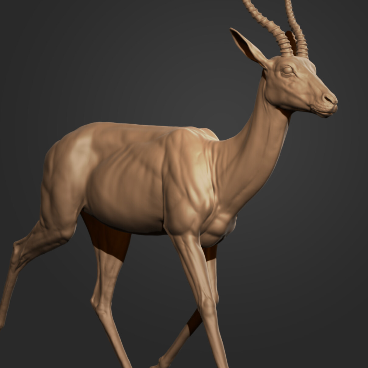 ArtStation - The Springbok (Antidorcas marsupialis)