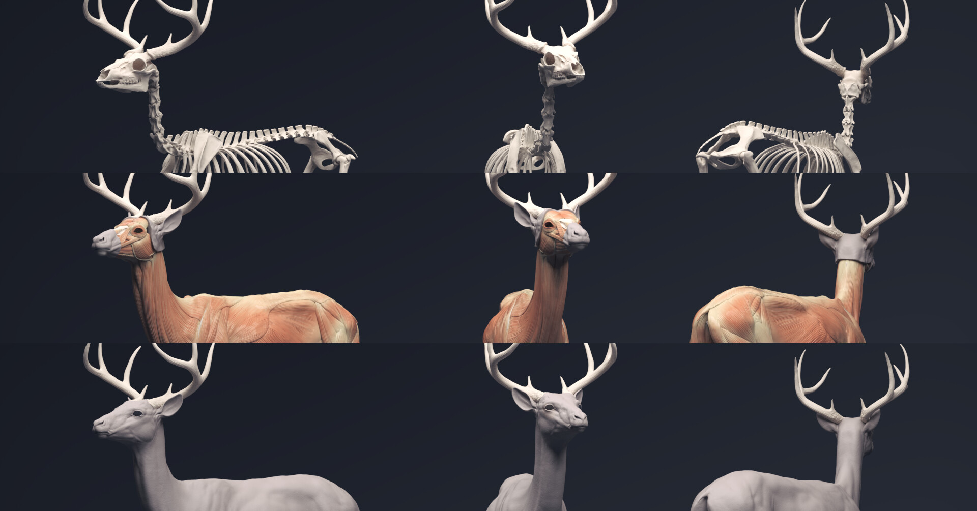 ArtStation - Deer Anatomy