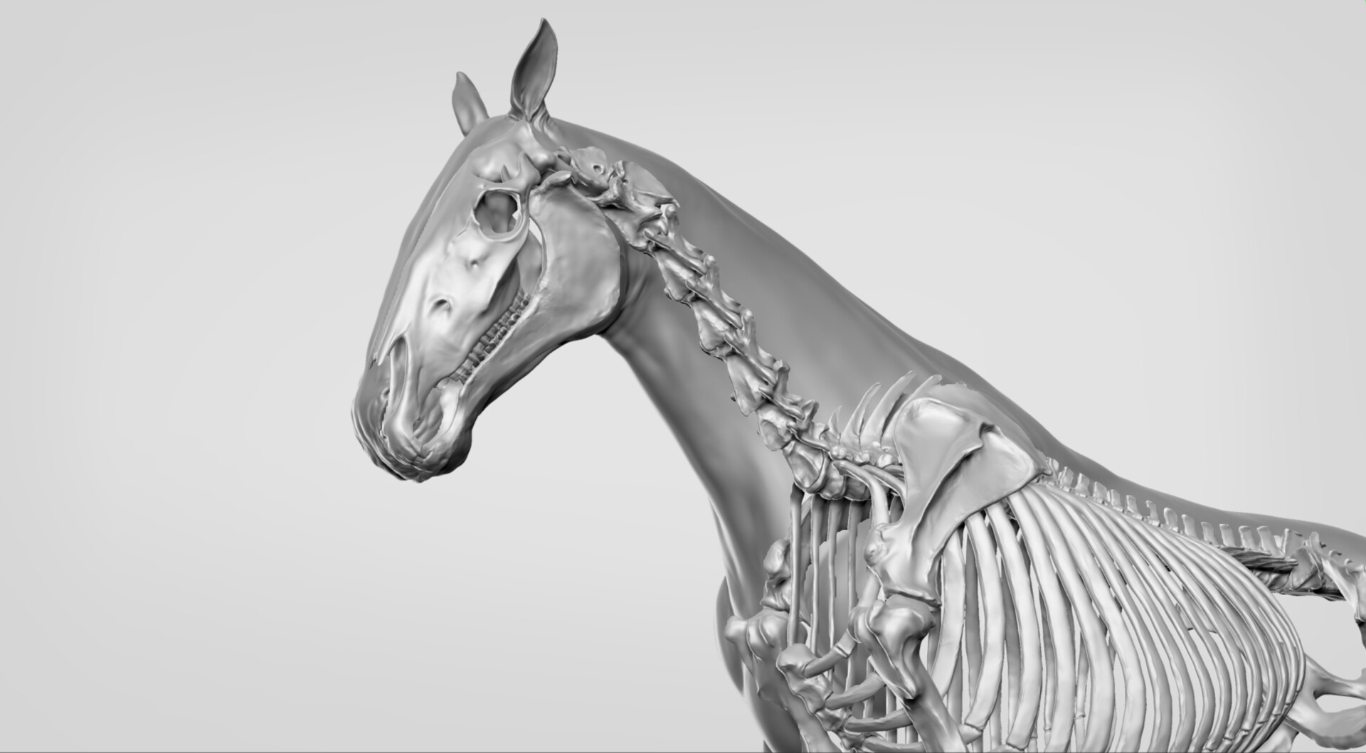 ArtStation - Anatomy base: Standardbred horse