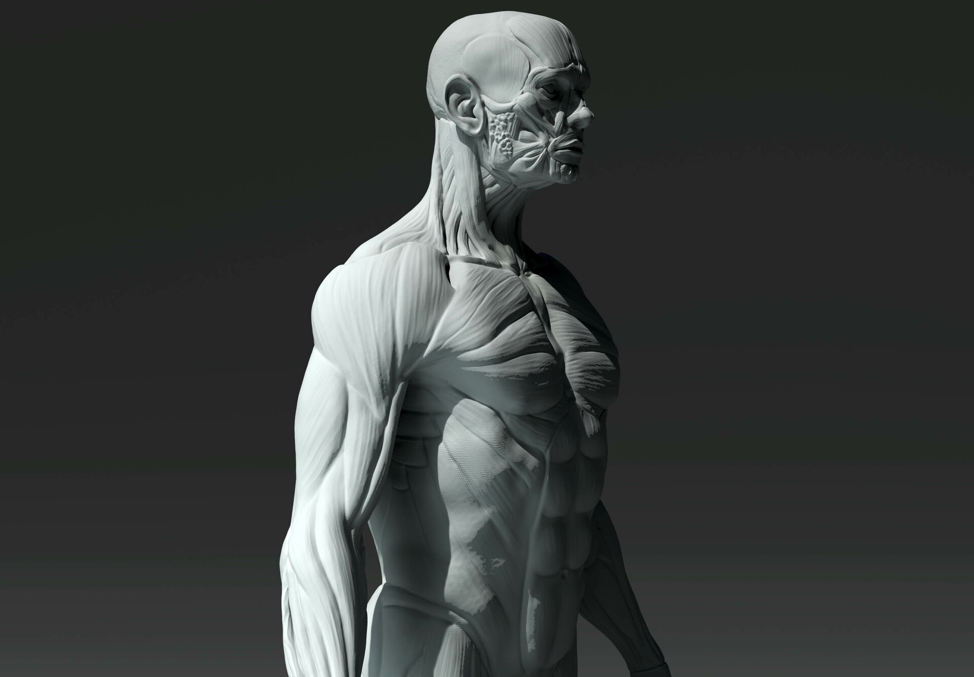 ArtStation - Anatomy Study