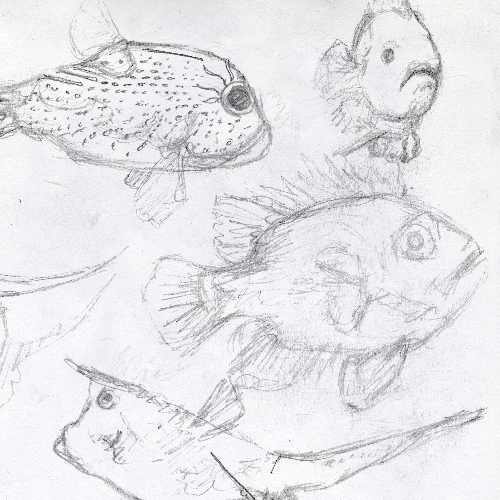 ArtStation - Sea Creatures