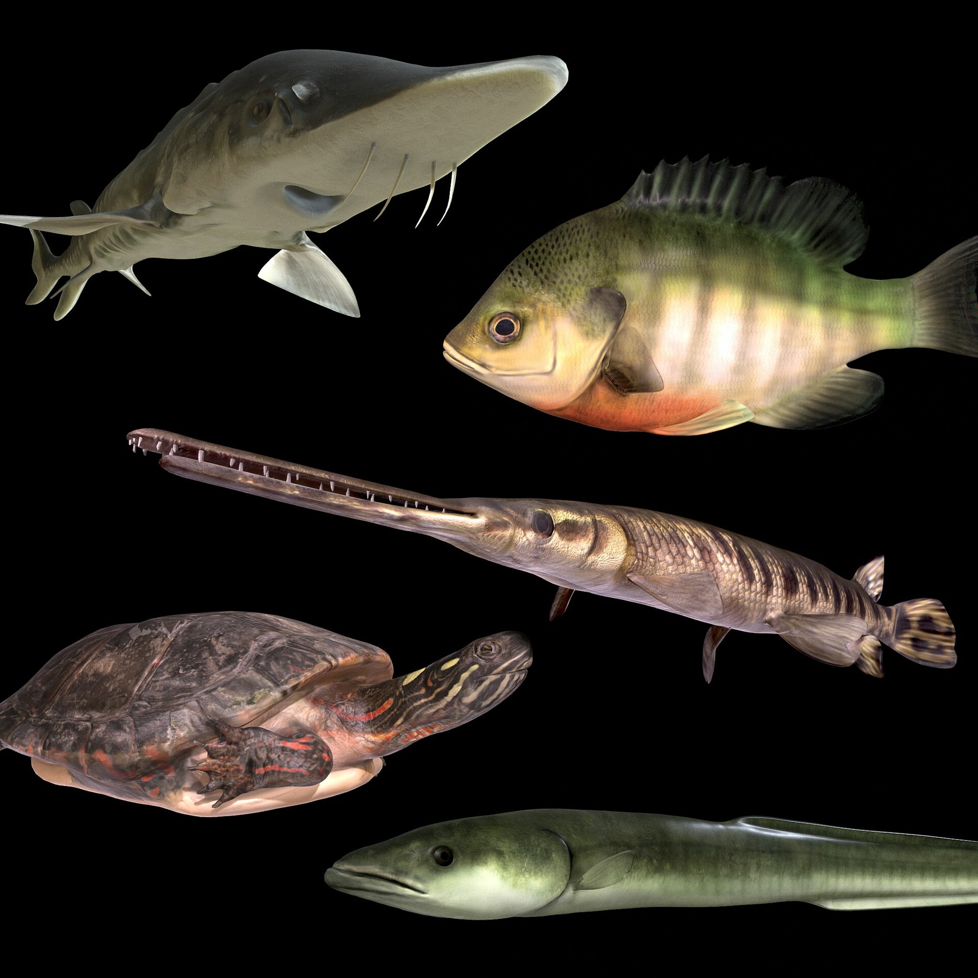 ArtStation - James River Experience Aquatic Life