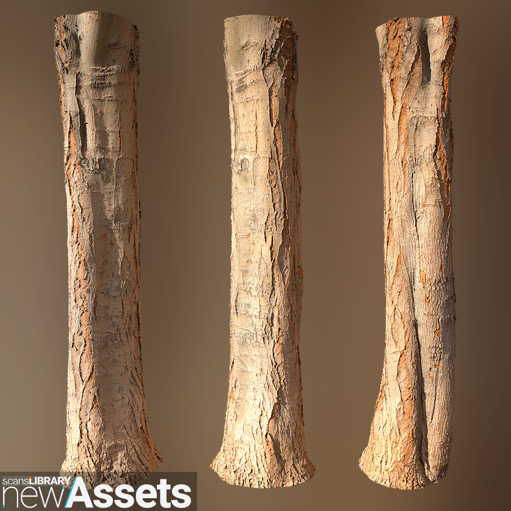 ArtStation - NEW 3D Tree Scans