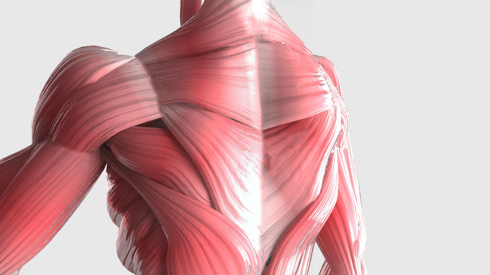 ArtStation - Maya muscle creator