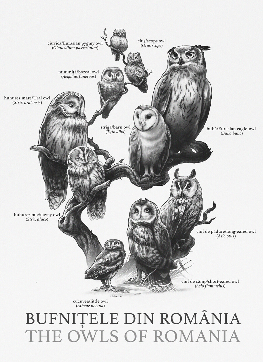 ArtStation - the owls of Romania