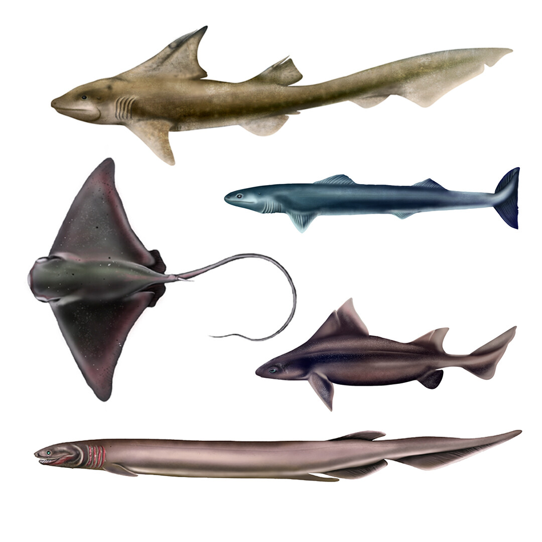 ArtStation - Chondrichthyes