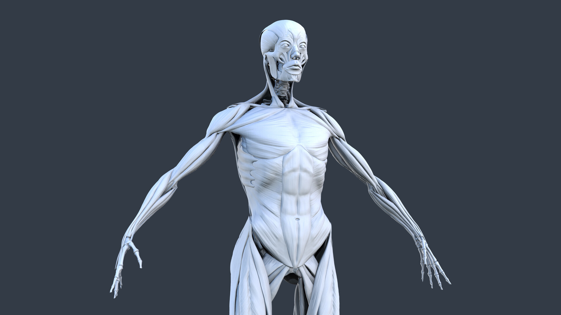 Taanthip Tuchinda - Ecorche Study