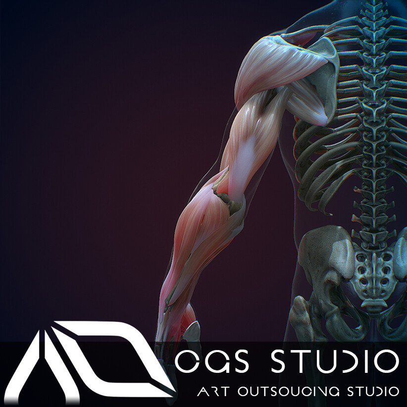 ArtStation - Anatomy - Artwork
